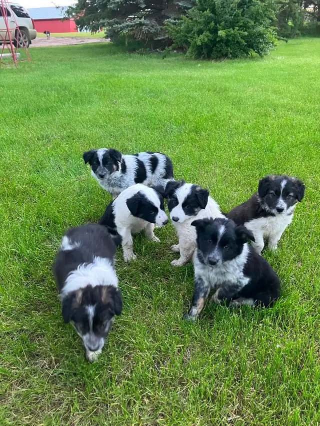 Border collie/ blue heeler | Dogs & Puppies for Rehoming | Edmonton ...