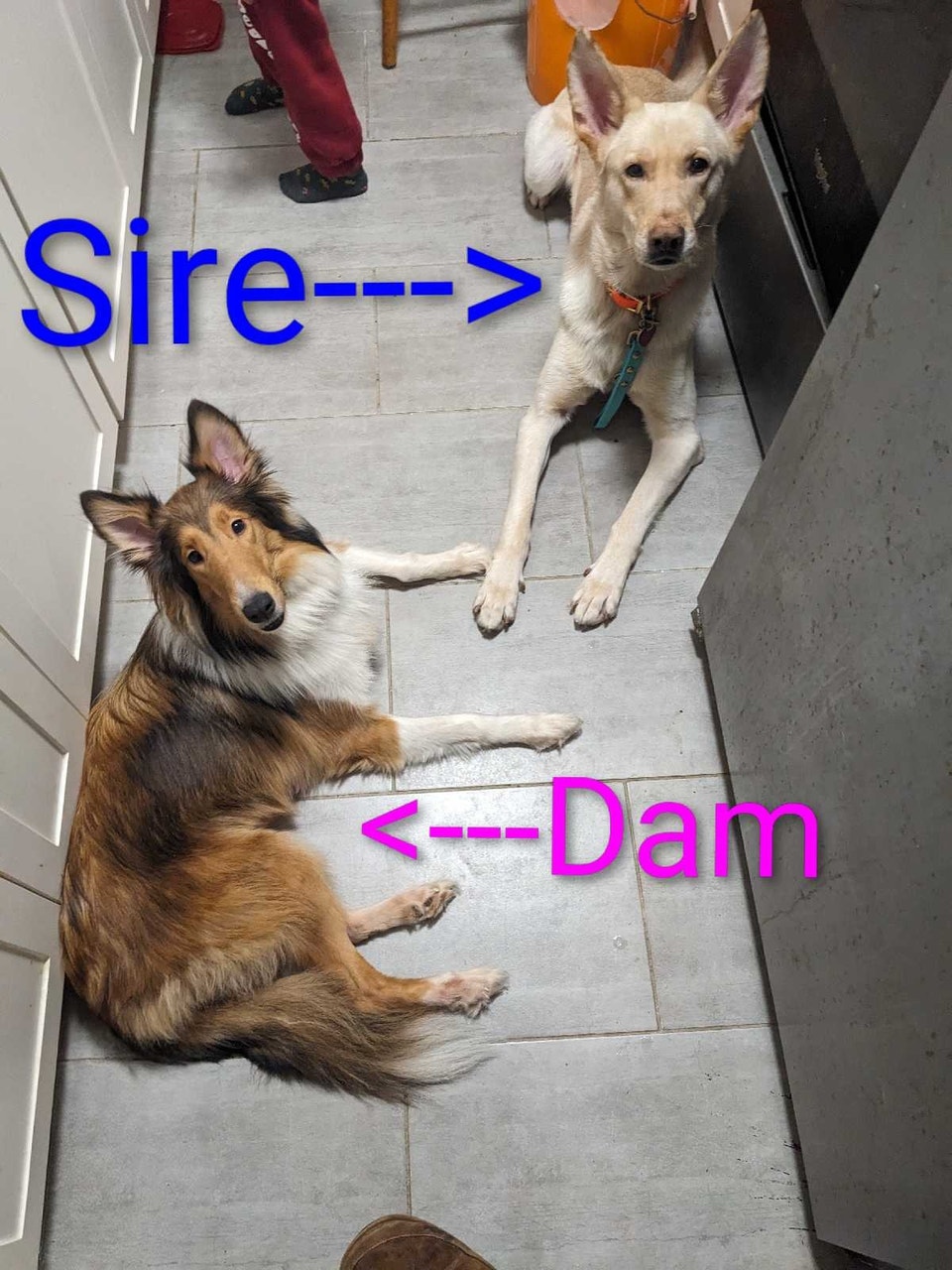 Only 6 left! German Shepherd-Rough Collie Puppies! | Dogs & Puppies for ...