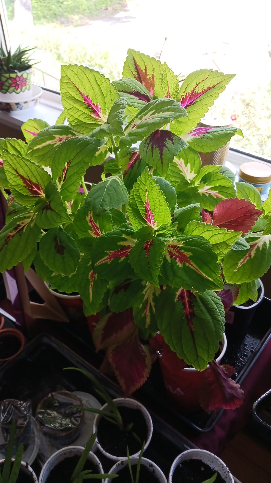 Coleus Plants | Plants, Fertilizer & Soil | Dartmouth | Free local ...