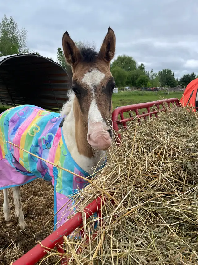 2025 APHA Colt | Horses & Ponies for Rehoming | Ottawa | Free local ...