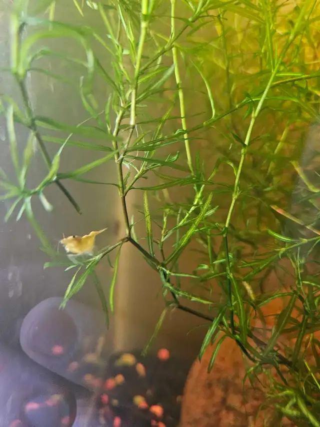 28 gall aquarium full of plants100 yellow neocaridina and light | Fish ...