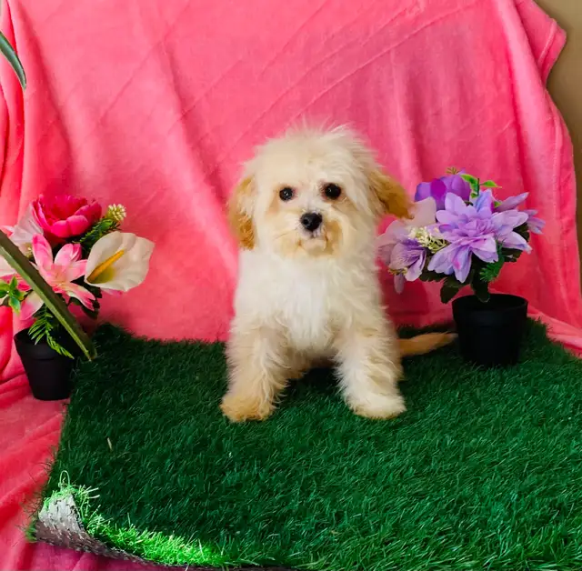 Tiny Maltipoo puppies | Dogs & Puppies for Rehoming | Edmonton | Free ...