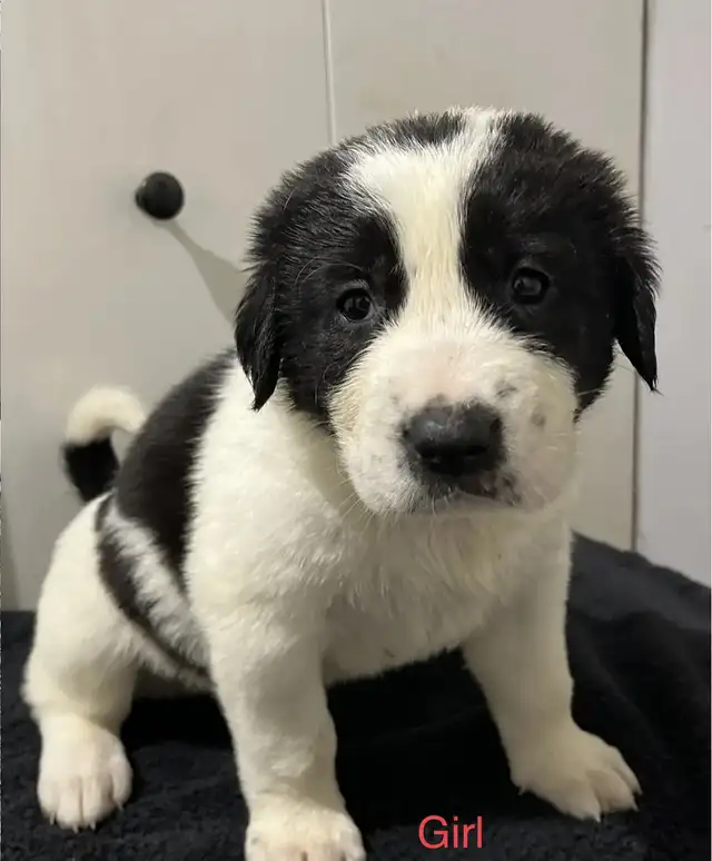 Purebred Central Asian Shepherd puppies | Dogs & Puppies for Rehoming ...