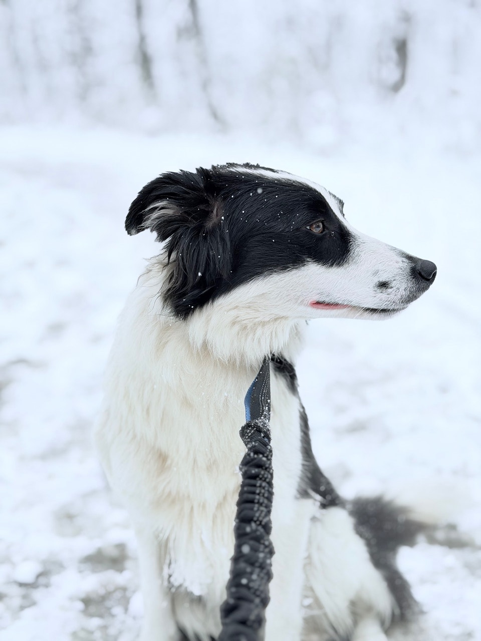 Border collie pur race 2 ans | Dogs & Puppies for Rehoming | Longueuil ...