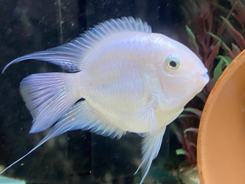 Platinum Parrot Cichlids Fish Aquarium | Fish for Rehoming | Delta ...