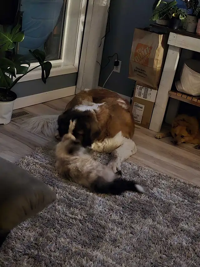 St Bernard male considering rehomeing | Dogs & Puppies for Rehoming ...