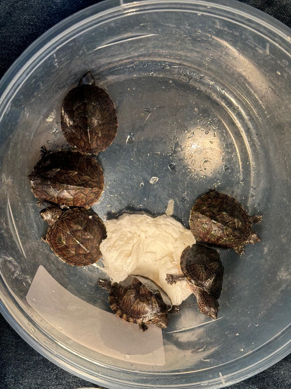 Baby Pet Turtles rare Small Species CB Loggerhead Musk Reptiles ...