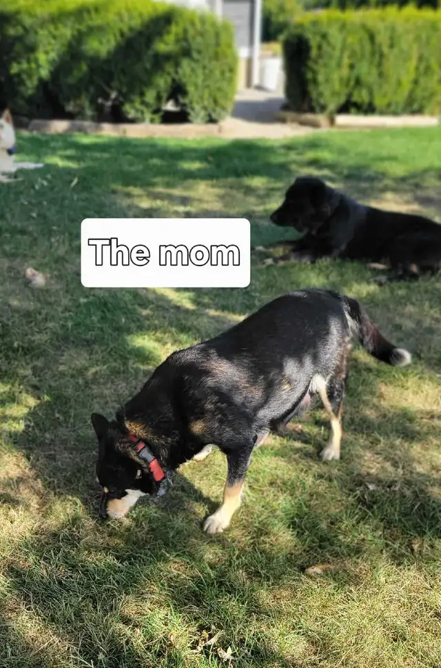 One Puppy Needing a Home | Dogs & Puppies for Rehoming | Chatham-Kent ...