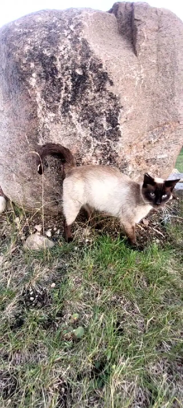 2 kittens 2 adult cats | Cats & Kittens for Rehoming | Strathcona ...