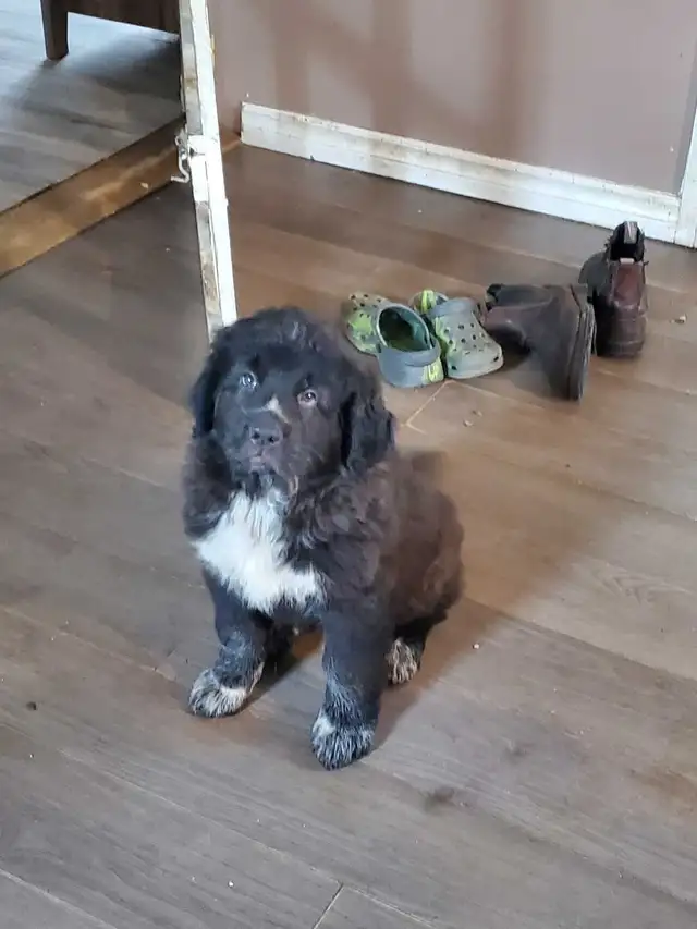 newfoundland saint Barnard puppies | Dogs & Puppies for Rehoming ...