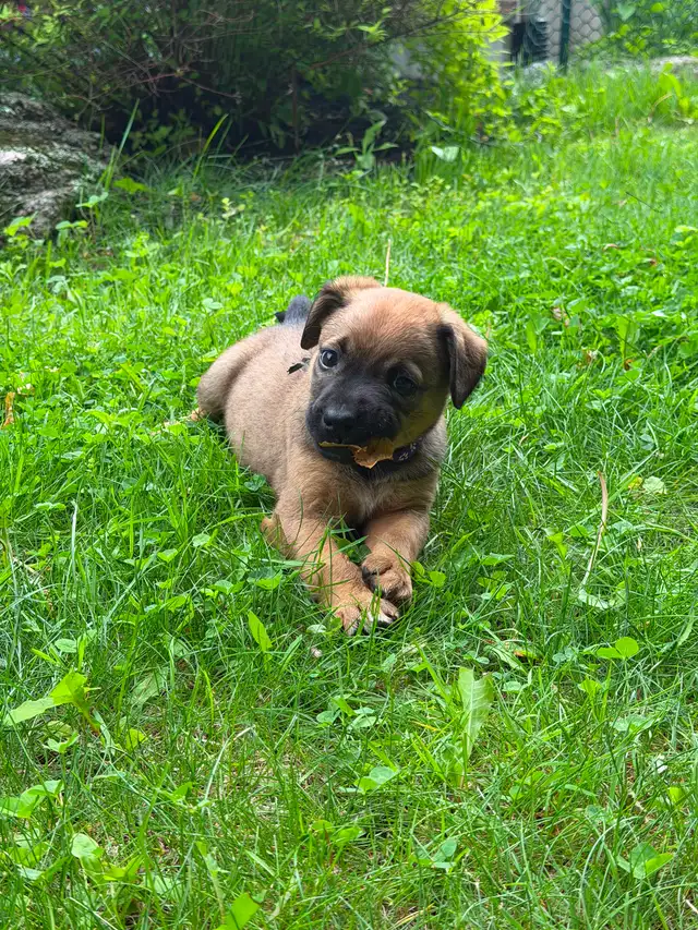 Chiots Boxer croisés à vendre | Dogs & Puppies for Rehoming | Gatineau ...