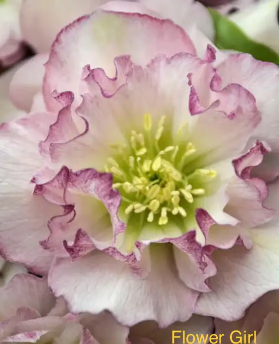 Rare varieties of Hellebores (Lenten Roses) perennial plants | Plants ...