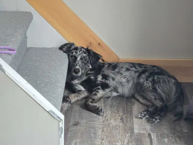 Aussie Shepherd/Border Collie mix for rehoming | Dogs & Puppies for ...
