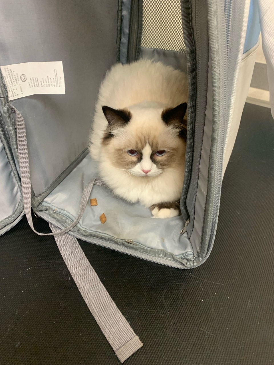 6 month old Ragdoll kitten for rehoming | Cats & Kittens for Rehoming ...