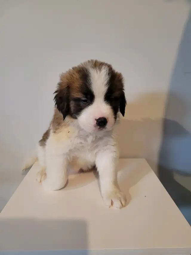 St. Bernard/Pyrenees Puppies | Dogs & Puppies for Rehoming | Gatineau ...