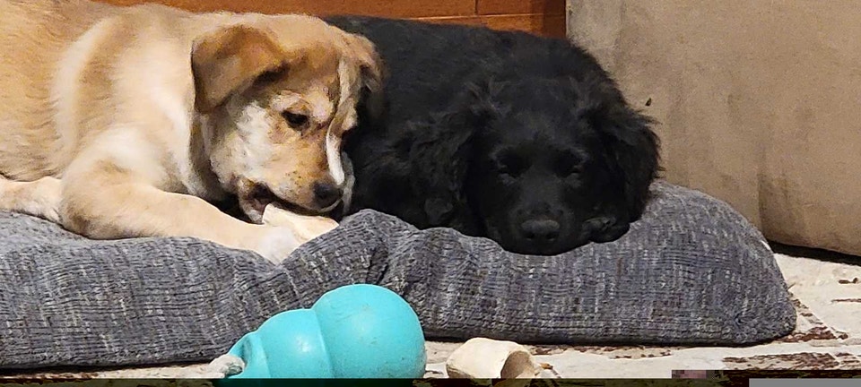 Priced to sell. Mastiff husky/border collie puppies | Dogs & Puppies ...