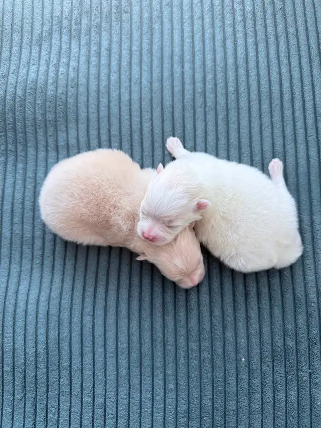 Top quality white Pomeranians, ckc registered parent | Dogs & Puppies ...