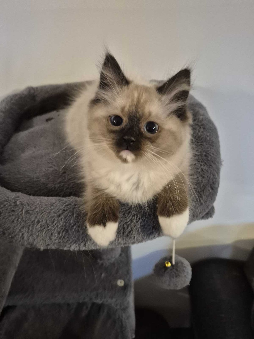 Mignons chatons ragdoll- prêt maintenant | Cats & Kittens for Rehoming ...