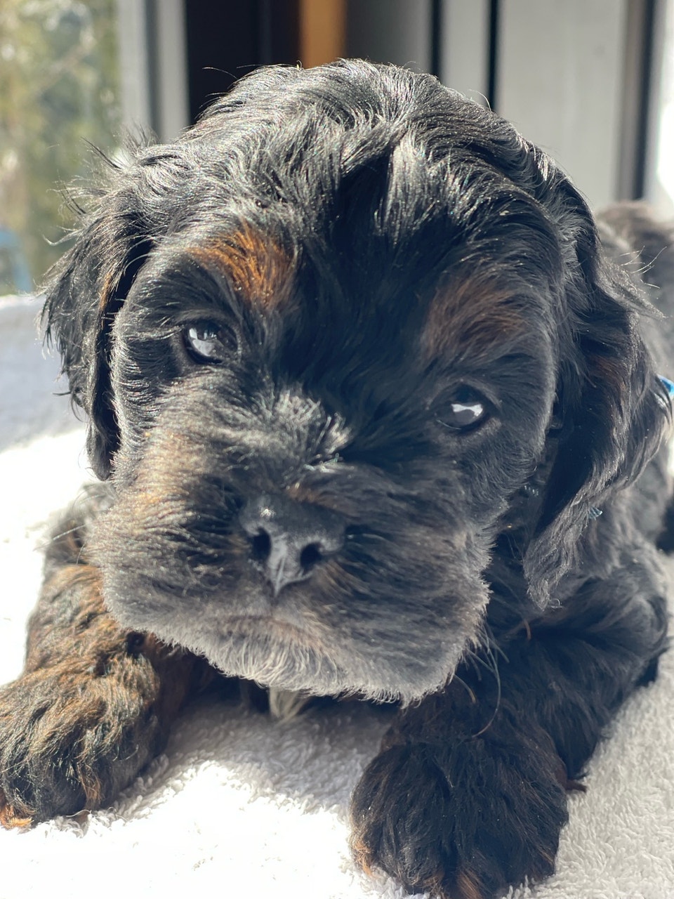 Chiots Cockapoo | Dogs & Puppies for Rehoming | Québec City | Free ...