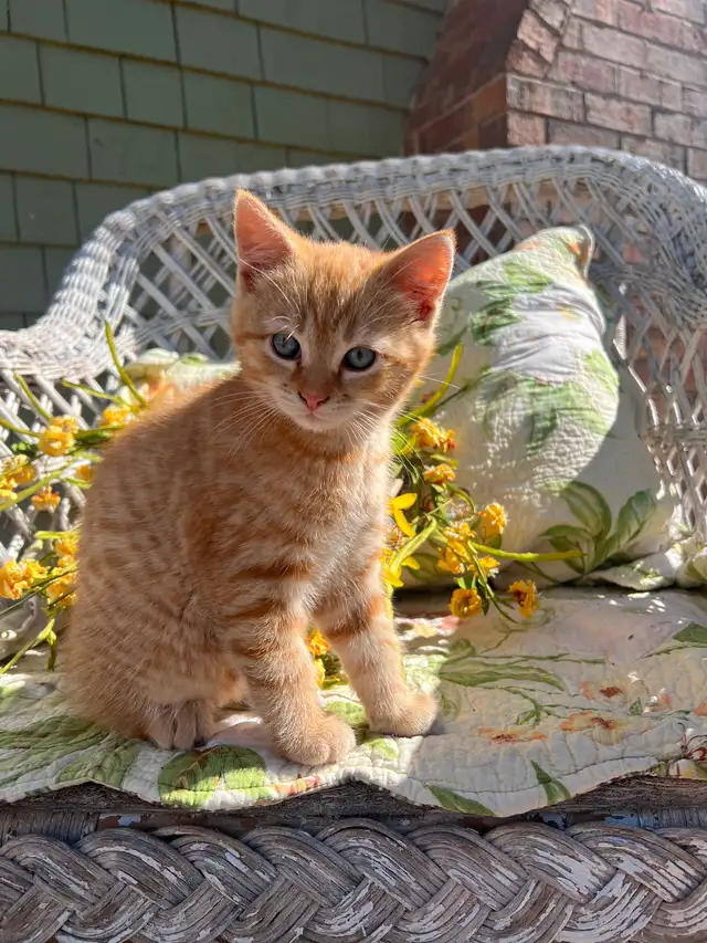 Very friendly kittens | Cats & Kittens for Rehoming | Charlottetown ...