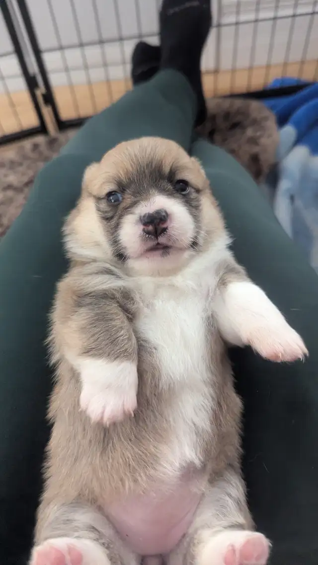 Corgis pour adoption | Cats & Kittens for Rehoming | Sherbrooke | Free ...