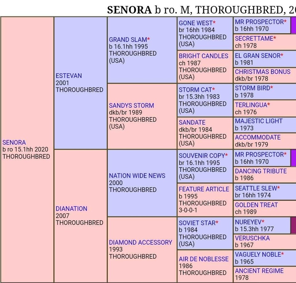Aqha broodmare heavy in foal to Incentive stallion | Horses & Ponies ...