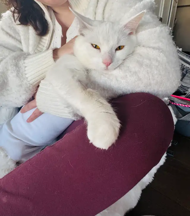 Ragdoll x Siberian kitten | Cats & Kittens for Rehoming | Calgary ...
