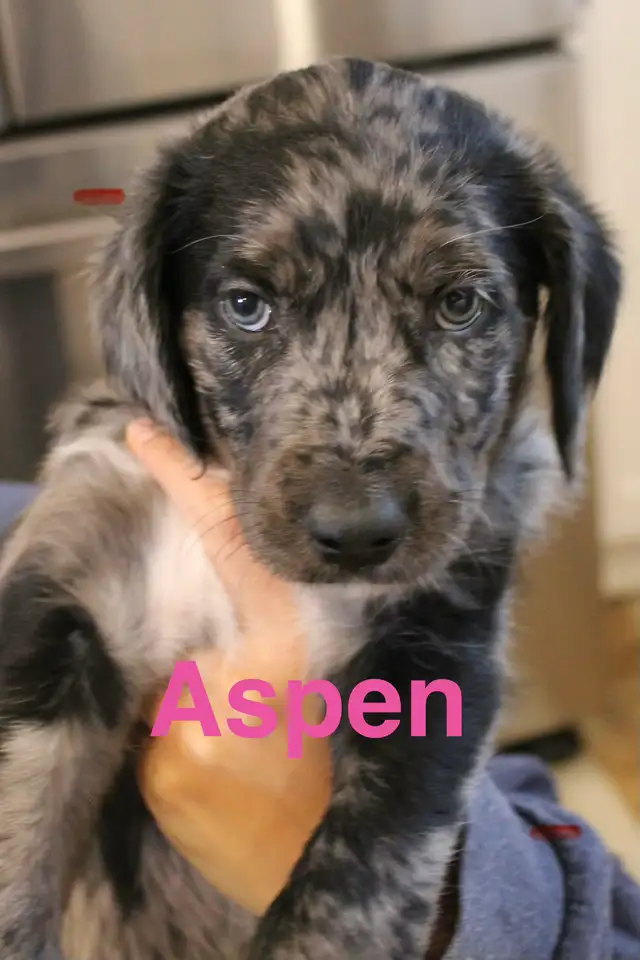 Wolfhound-Doodle / Blue Heeler-Border Collies | Dogs & Puppies for ...