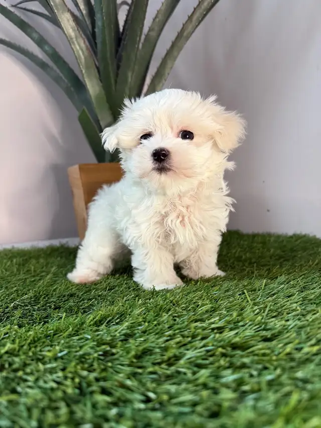 bichon maltais Nain , pure bred Maltese Toy MALE | Dogs & Puppies for ...