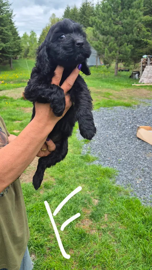Cockapoo | Dogs & Puppies for Rehoming | St-Georges-de-Beauce | Free ...