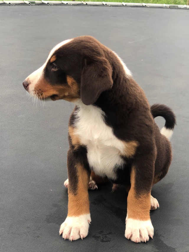 Swiss Appenzeller Sennenhund | Dogs & Puppies for Rehoming | Vernon ... Swiss Appenzeller Sennenhund | Dogs & Puppies for Rehoming | Vernon ...