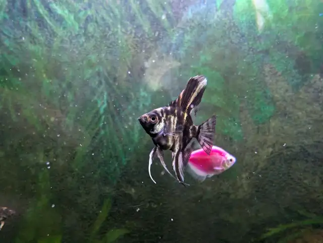 Black Marble Juvenile Angelfish | Fish for Rehoming | Ottawa | Free ...