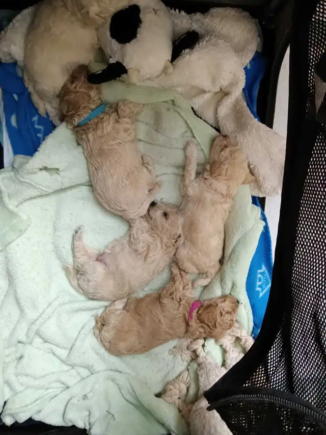 Caniches | Dogs & Puppies for Rehoming | Laurentides | Free local ...