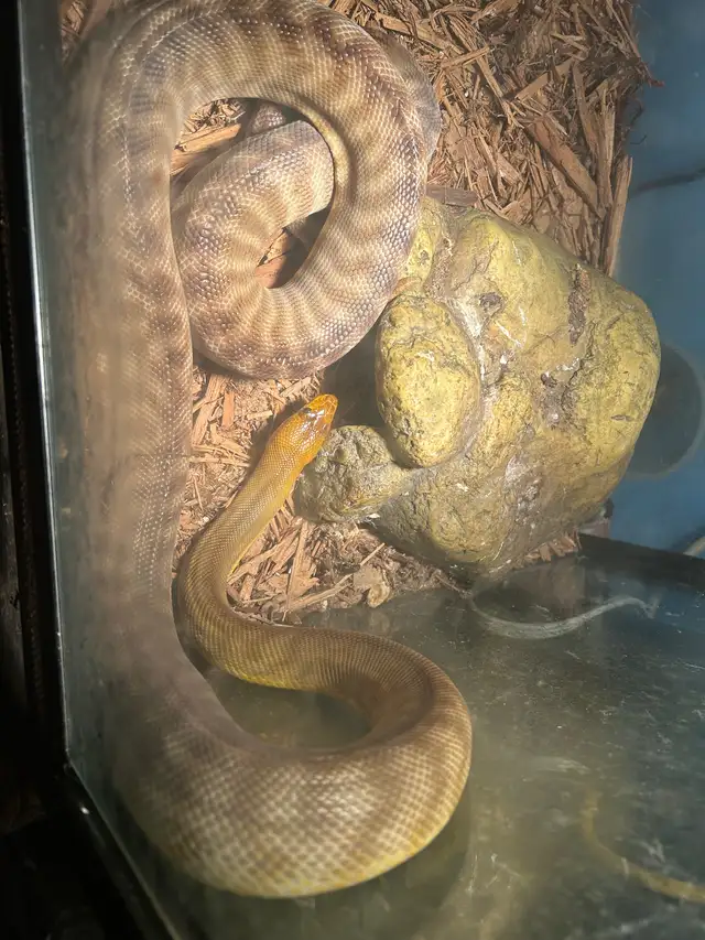 BEAUTIFUL WOMA PYTHON SPECIAL | Reptiles & Amphibians for Rehoming ...