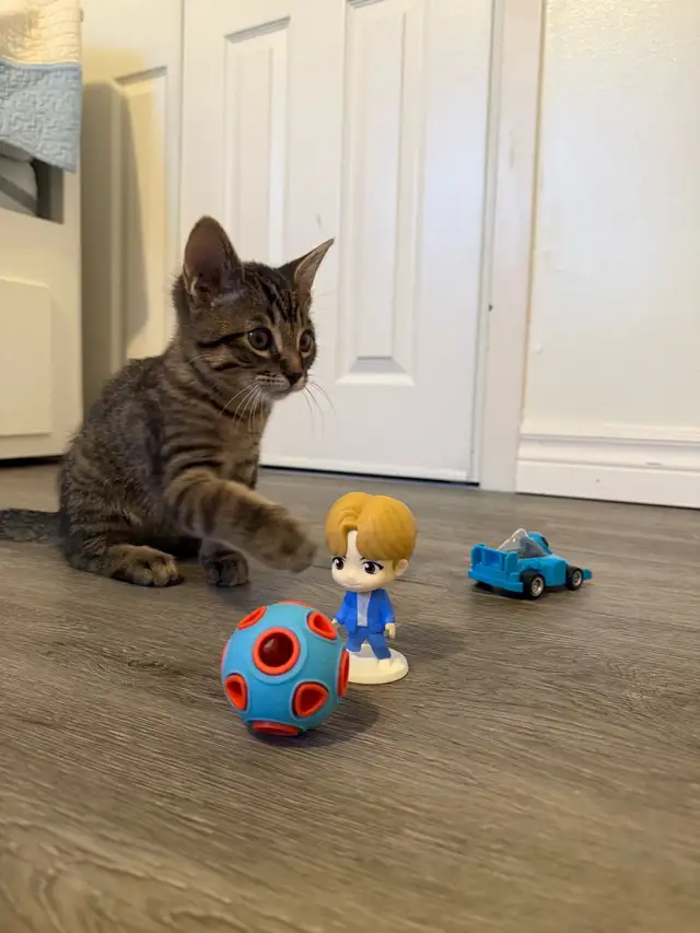 Friendly kitten with food litter box and bed | Cats & Kittens for ...