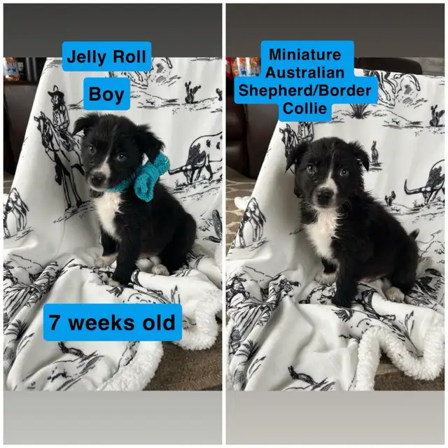 Australian shepherd mini border collie puppies | Dogs & Puppies for ...