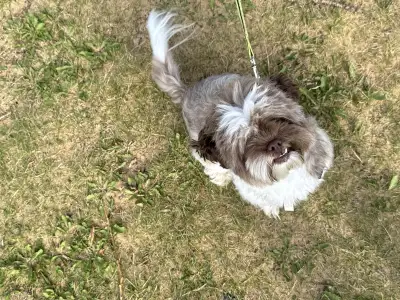 Adopt Dogs & Puppies Locally in Alberta | Free Local Classifieds - Kijiji