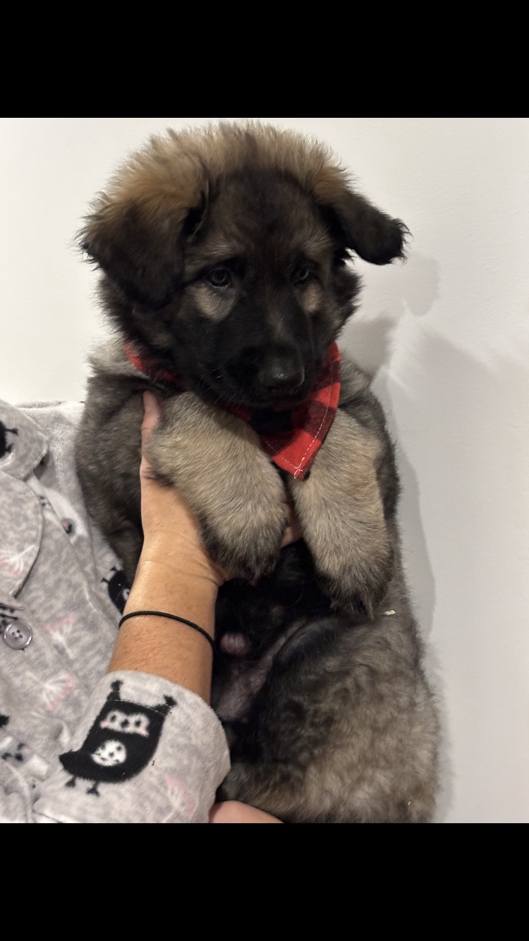 Magnifique chiot Berger Allemand | Dogs & Puppies for Rehoming ...