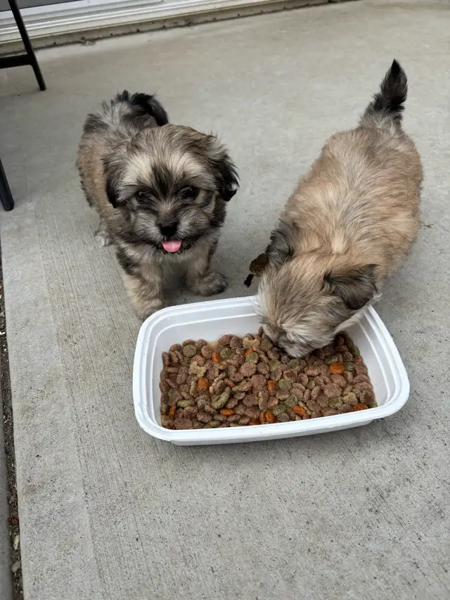 Havenese | Dogs & Puppies for Rehoming | Kamloops | Free local ...