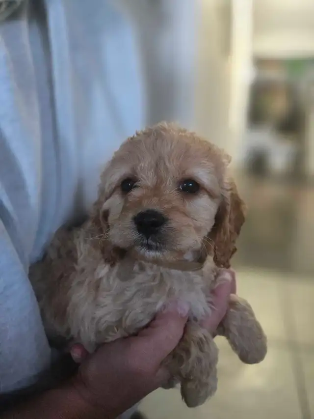 TEDDY BEAR COCKAPOOS ALL SOLD | Dogs & Puppies for Rehoming | Edmonton ...