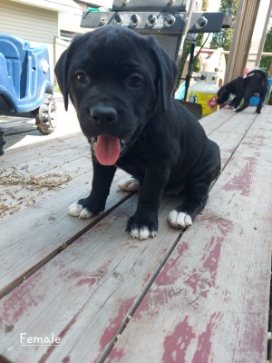 Puppies | Adopt Dogs & Puppies in Alberta | Kijiji Classifieds - Page 3