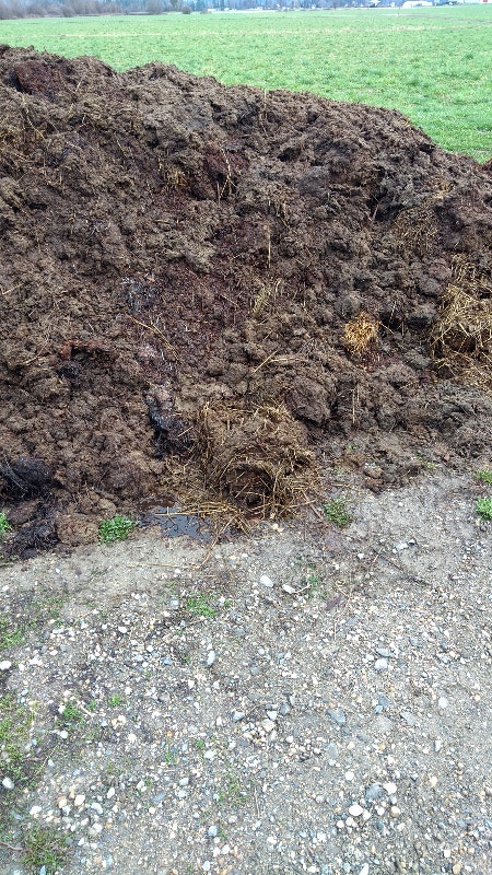 Cow manure for garden.from last winter. 25$ per bucket scoop | Plants ...