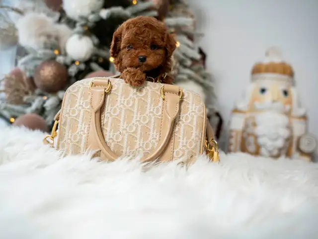 Teddy bear poodle boy Special price | Dogs & Puppies for Rehoming ...