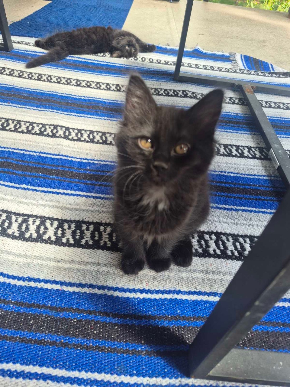 Smokey black ghost tabby kitten | Cats & Kittens for Rehoming | Mission ...