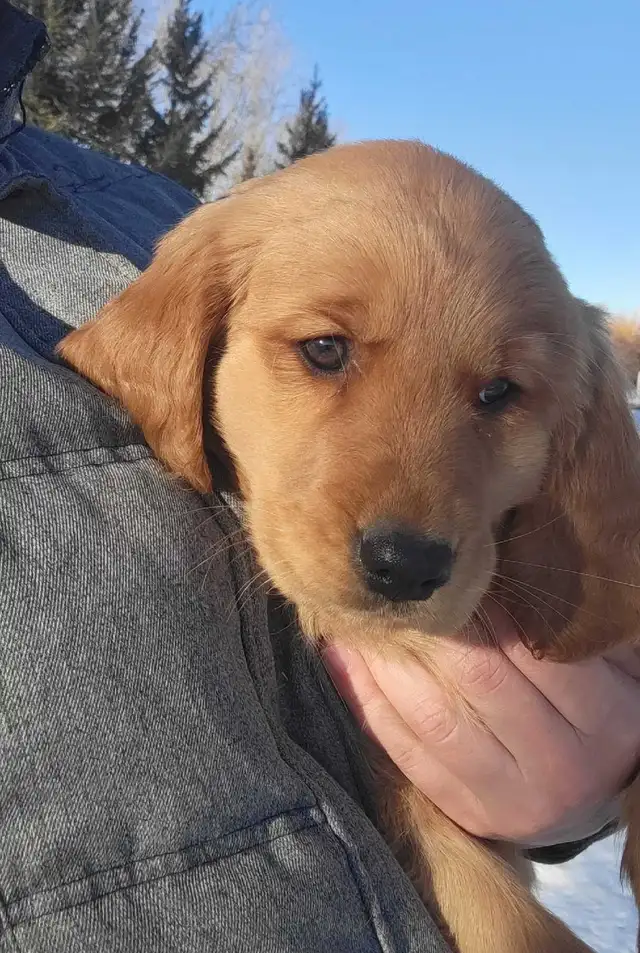Golden Retriever Irish Setter Puppy! Last 1!! | Dogs & Puppies for ...