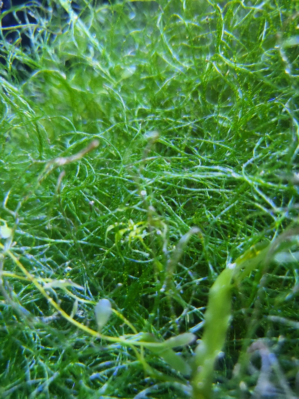 Chaetomorpha Chaeto macro algae Spaghetti Algae | Fish for Rehoming ...