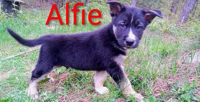 3 German shepherd/Malamute/Lab mix puppies for rehoming | Dogs ...