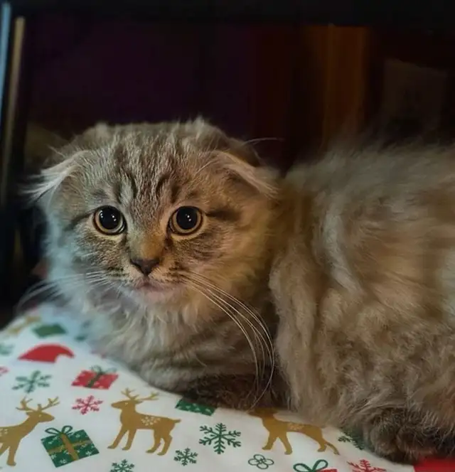 munchkin short legs and British short hair kittens | Cats & Kittens for ...