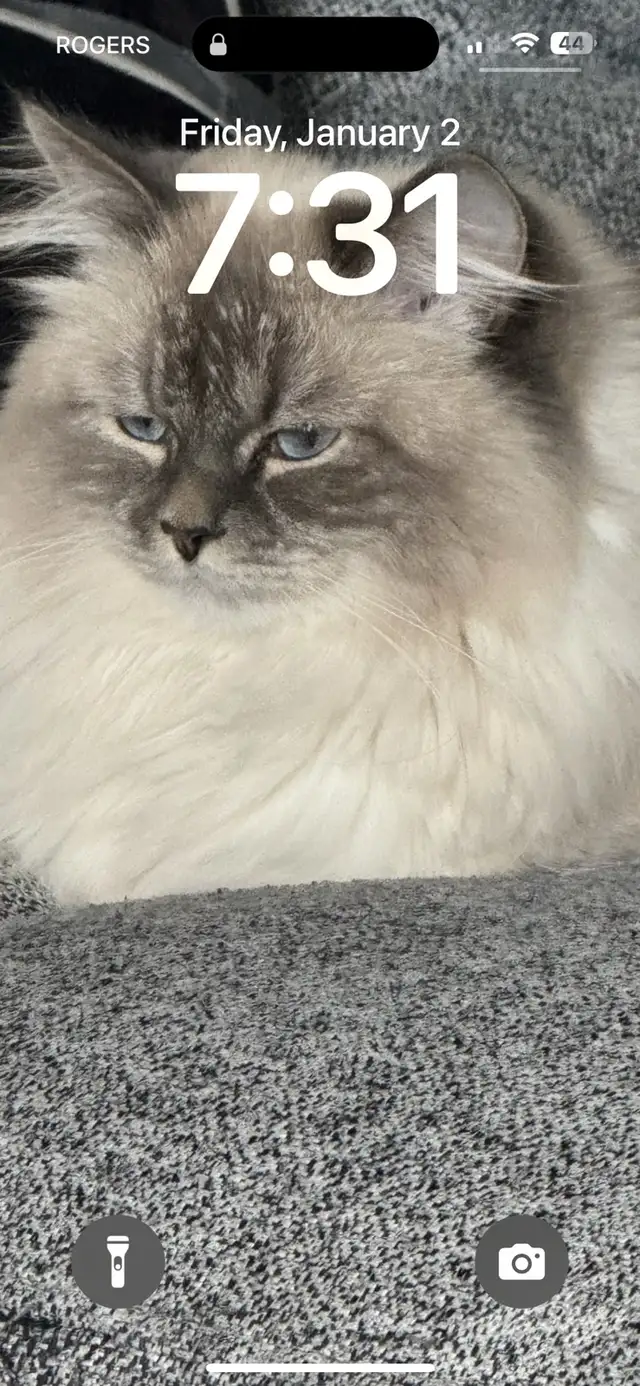 Looking for Siberian or neva masquerade | Cats & Kittens for Rehoming ...