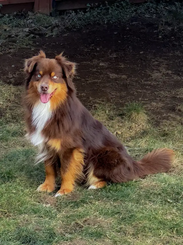 Purebred ASDR registered Mini Australian Shepherd puppies | Dogs ...